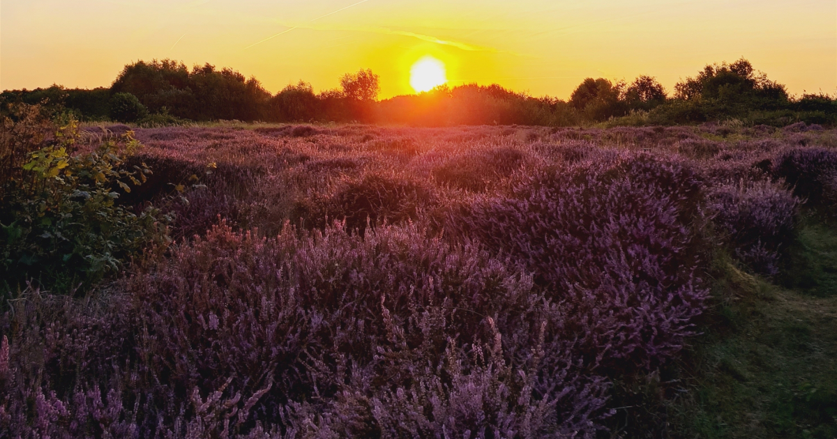 Haagse heide vol in bloei. | DenHaag.com